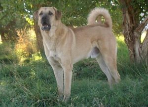 Preventing LGD Failure - Meeting Your LGD’s Needs - Camp Ruff Ruff