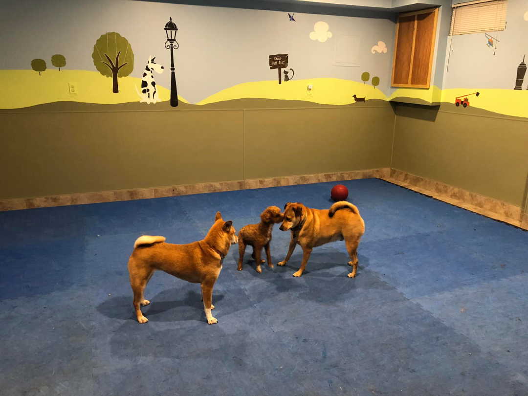 Gallery - Camp Ruff Ruff