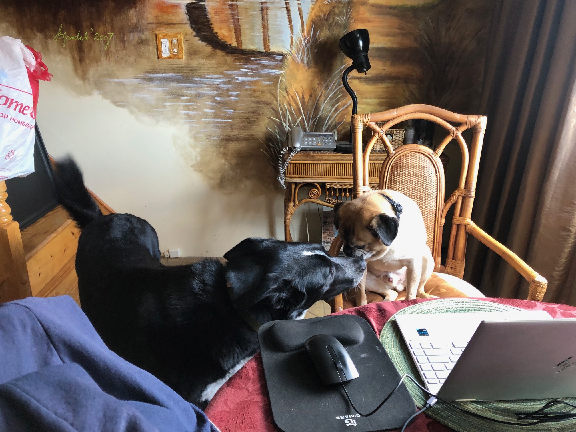 Gallery - Camp Ruff Ruff